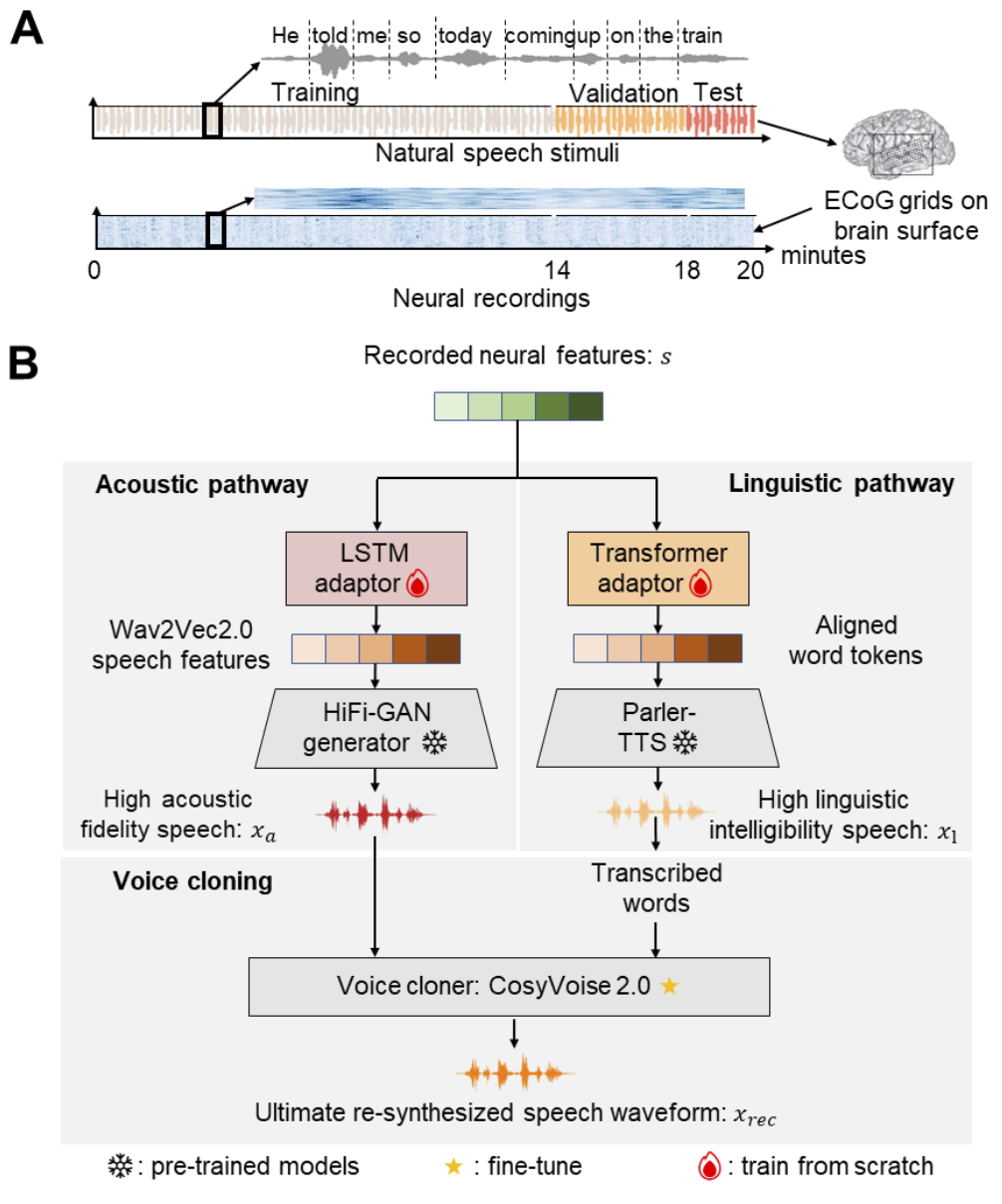 Dual-pathway framework overcomes the naturalness-intelligibility trade ...