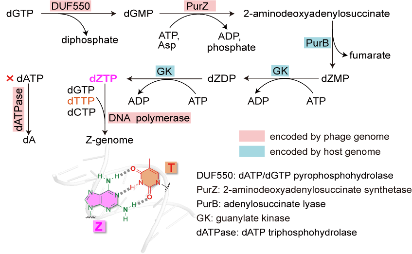 iHuman team and collaborators unveiled the Z-genome Biosynthetic Pathway