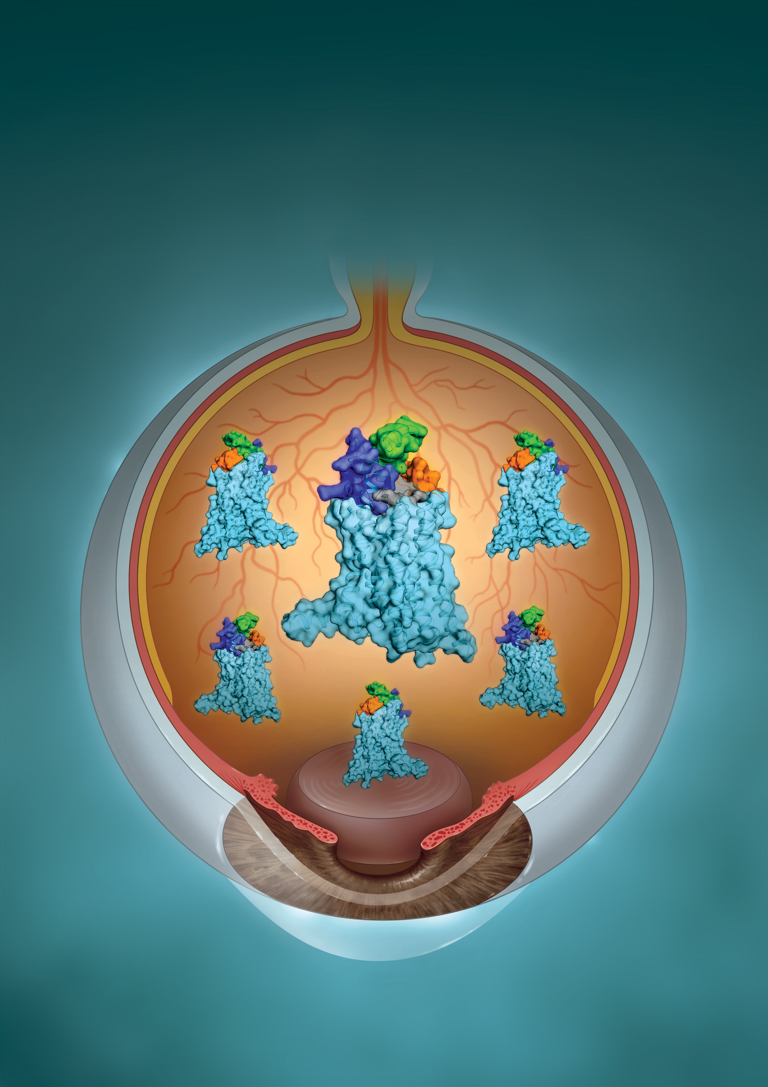 iHuman Team Deciphers First Human Frizzled Receptor Structure