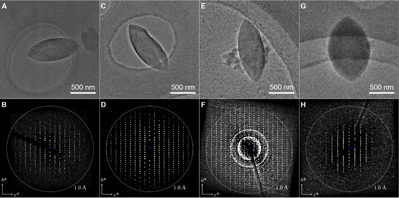 Atomic-Level Electron Diffraction Unraveling Dynamics in Porous Organic ...