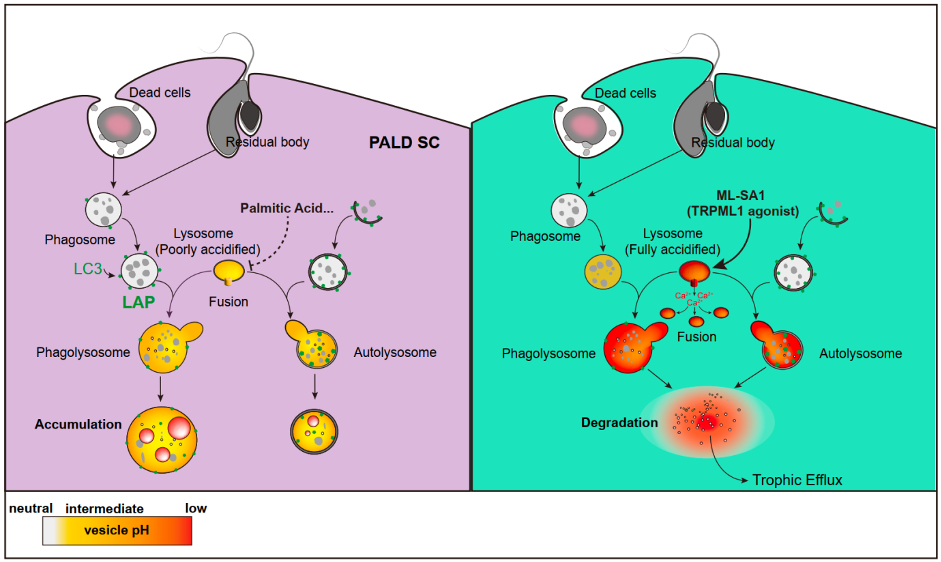 Researchers reveal mechanism of lysosomal dysfunction regulating ...
