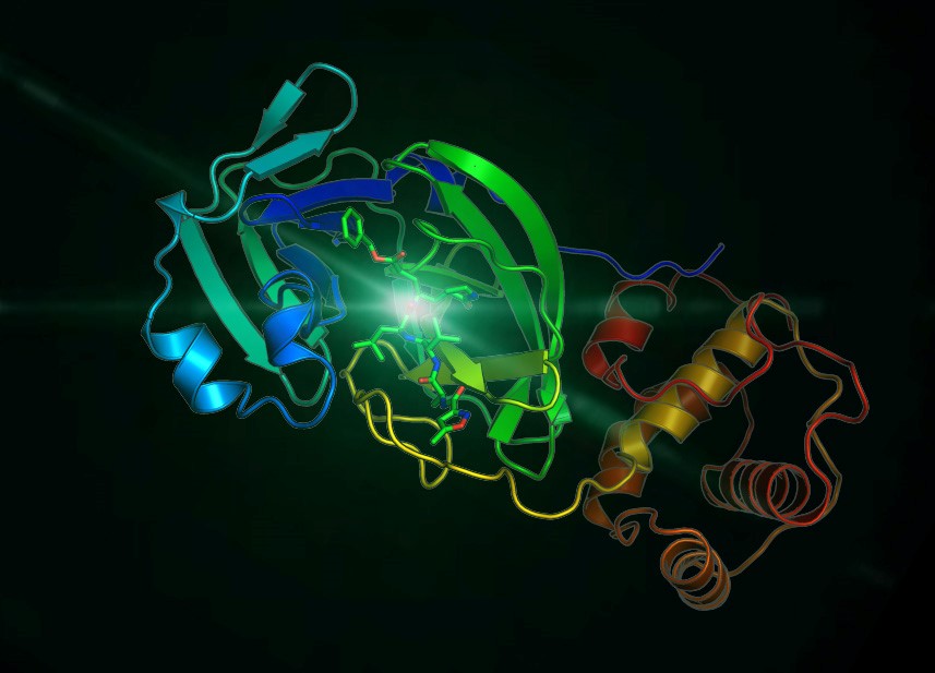 我校饶子和/杨海涛团队解析的新冠病毒3CL水解酶晶体结构入选PDB本月明星分子