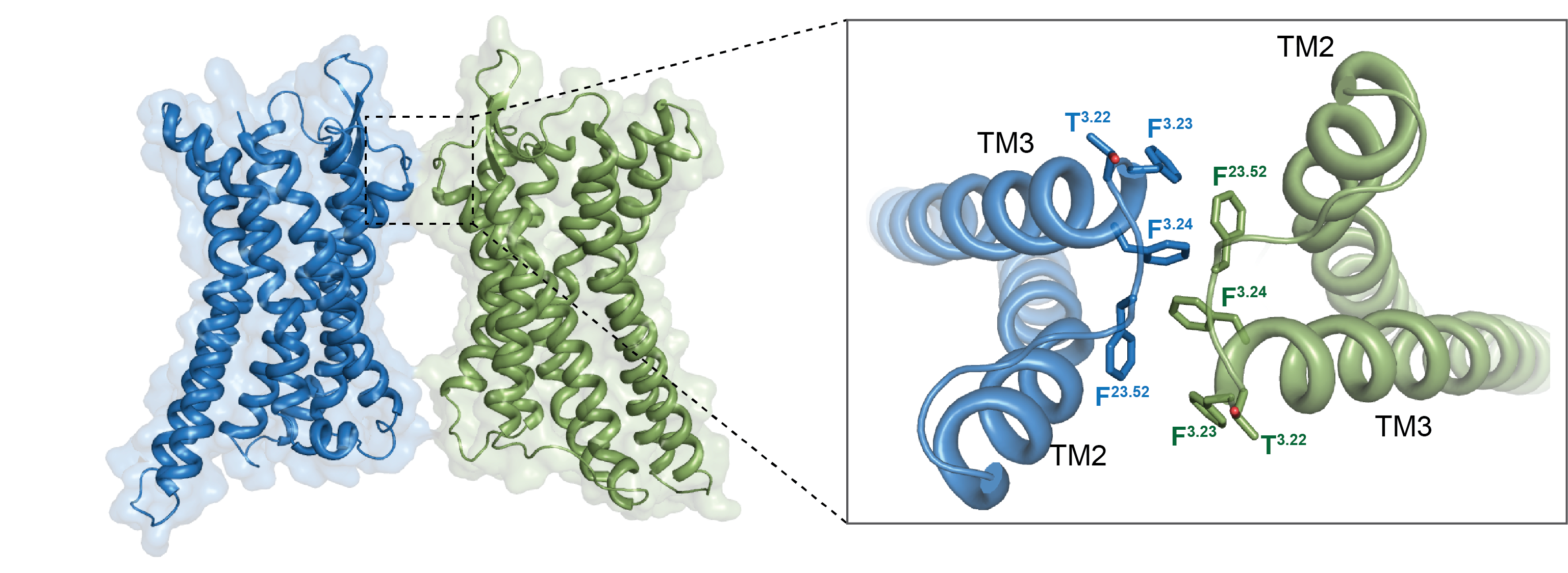 iHuman研究所徐菲团队揭示心血管药物重要靶标APJ受体的多重调控方式