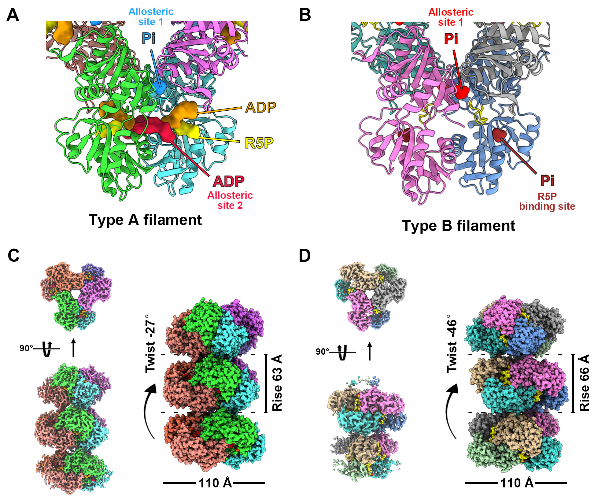 生命学院刘冀珑组揭示纤维化调控PRPS代谢