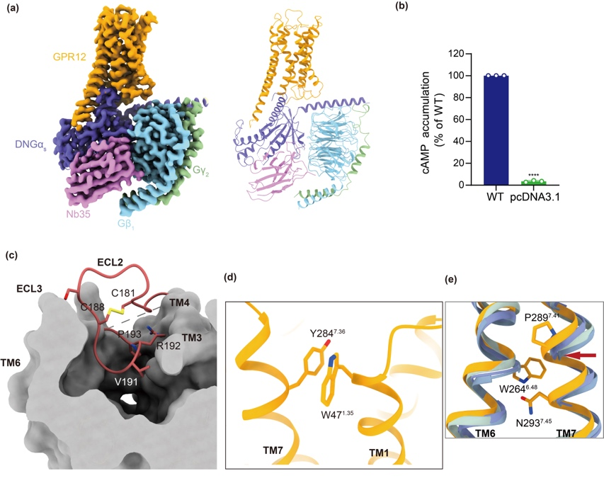 iHuman研究所华甜/刘志杰团队揭示短期记忆相关靶点GPR12的信号转导机制