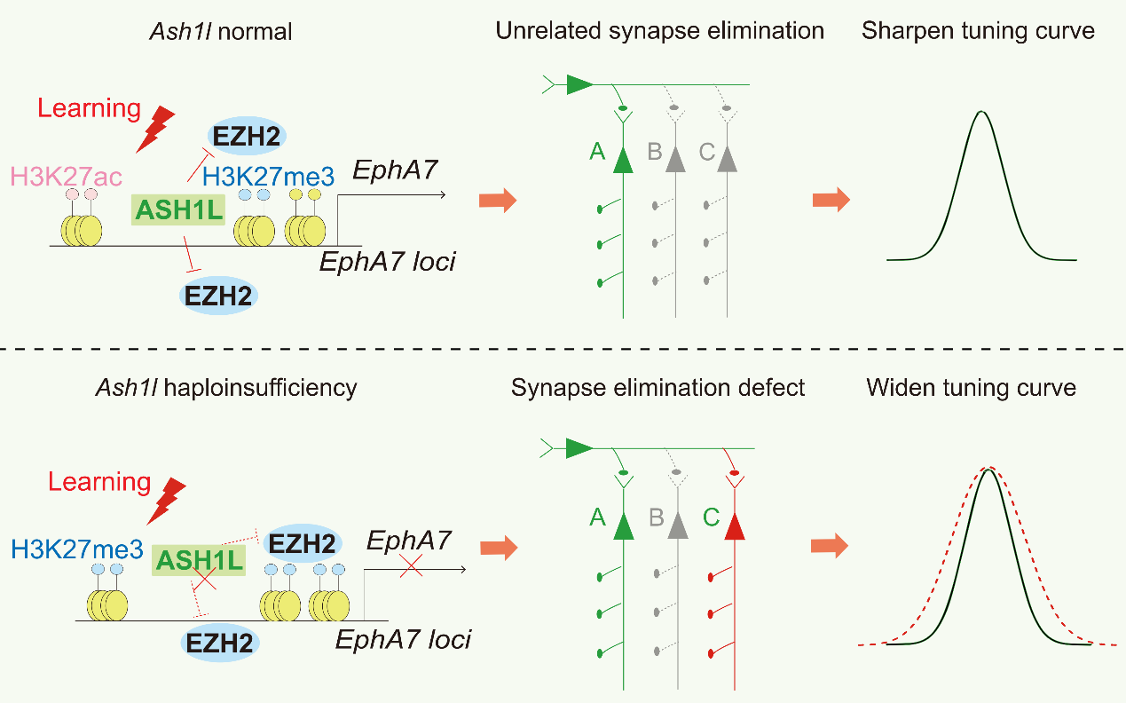 Neuron: New research reveals neural mechanisms of Ash1l ...