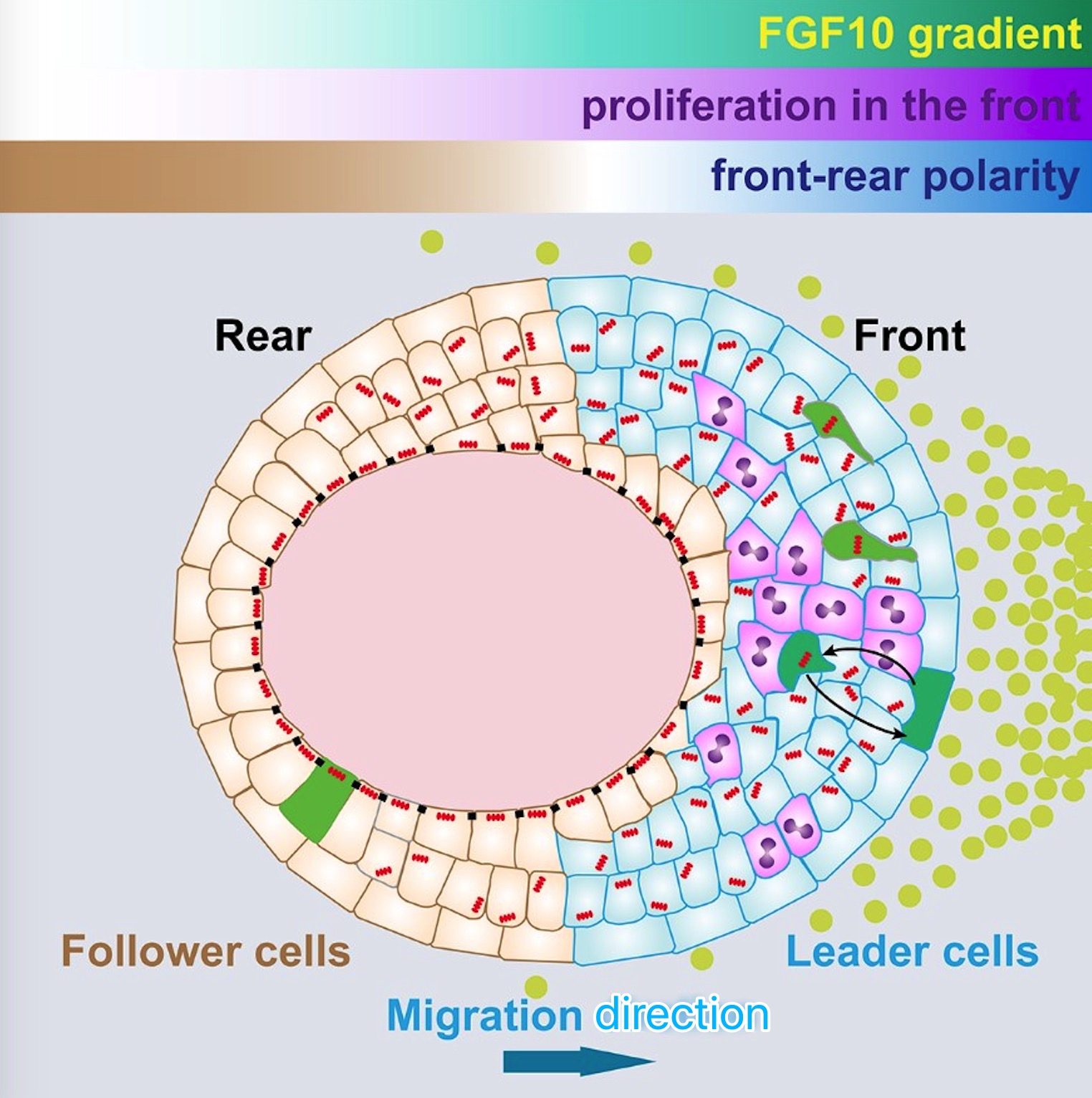 SLST Lab Discovers a New Mechanism of Vertebrate Epithelium Collective ...