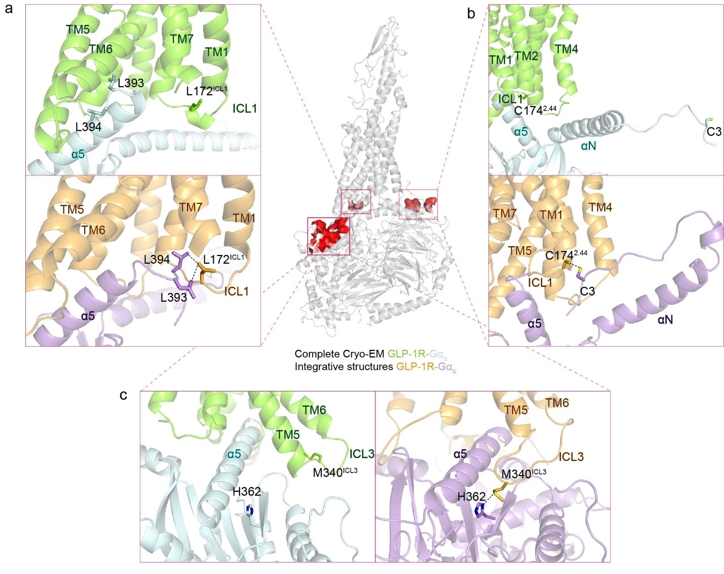 iHuman研究所联合团队揭示GPCR信号转导复合物的构象多样性