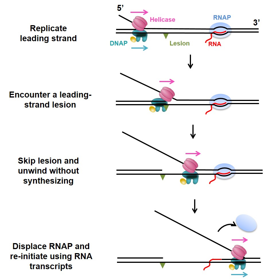 New DNA Replication Pathway Revealed