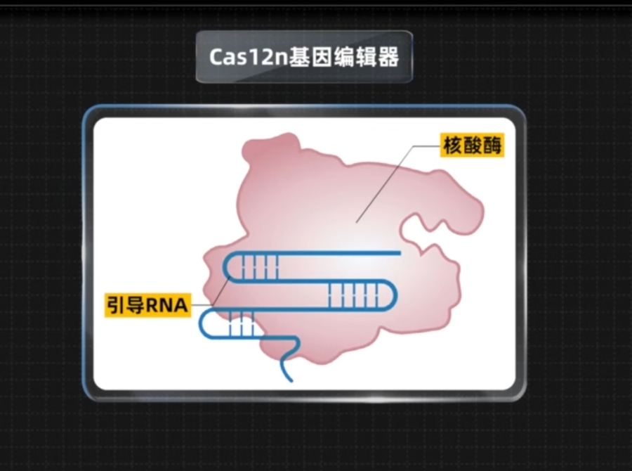 4年前同一天三国同时发文，如今上科大另辟蹊径，发现超迷你基因编辑器