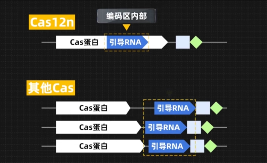 4年前同一天三国同时发文，如今上科大另辟蹊径，发现超迷你基因编辑器