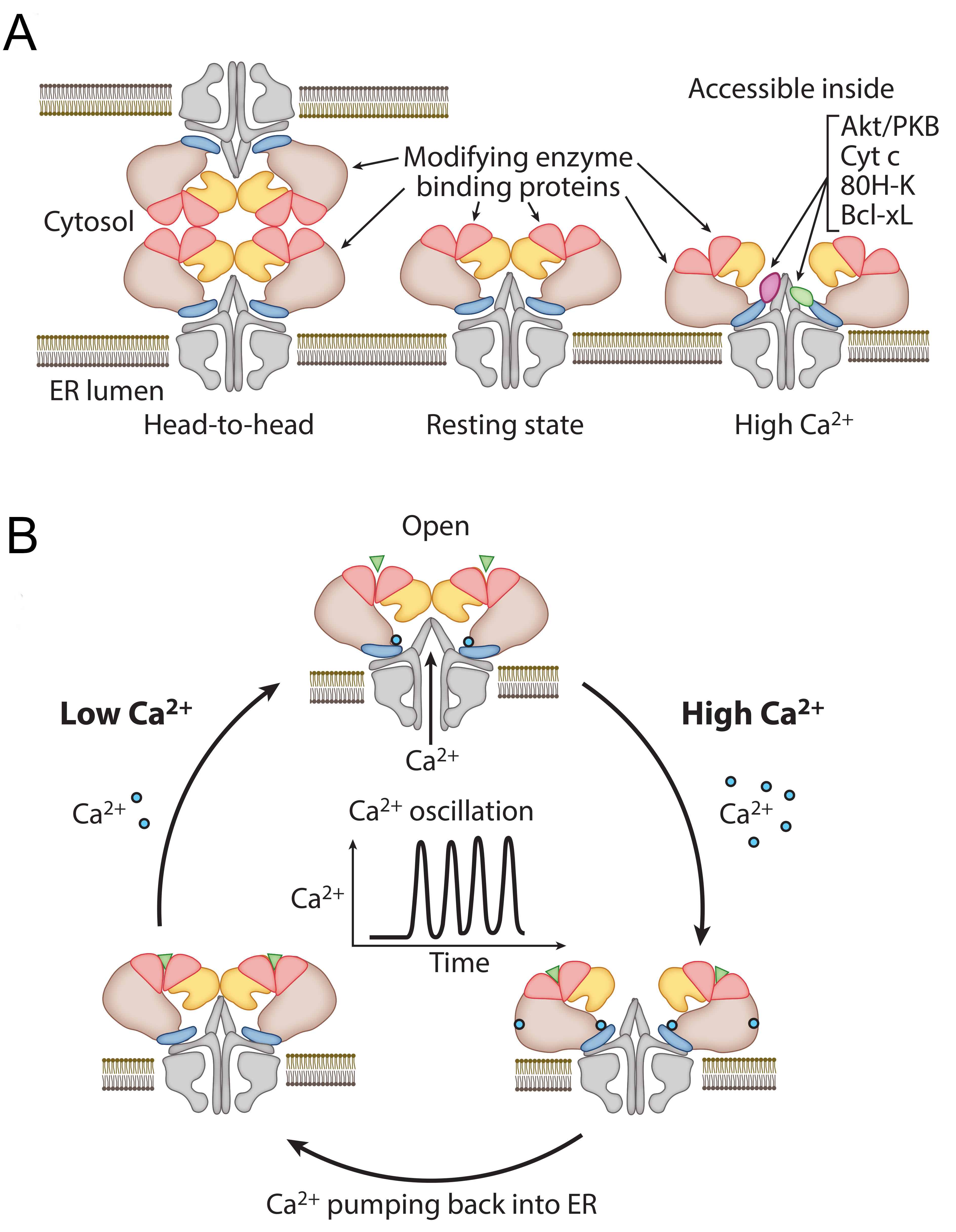 Research Proposes New Concepts in IP3 Receptor Plasticity