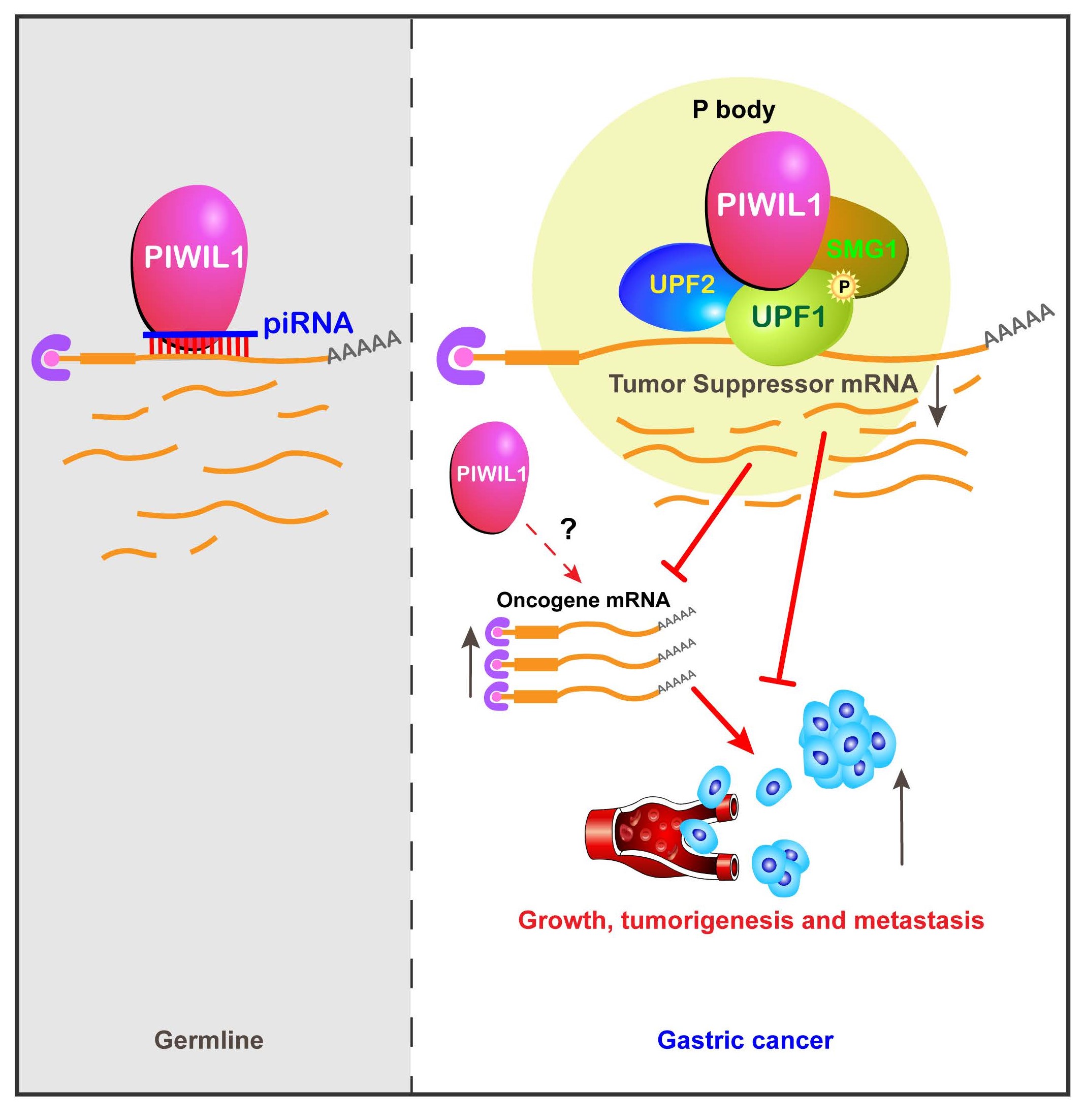 The SIAIS research team reveals a piRNA-independent mechanism of PIWI ...