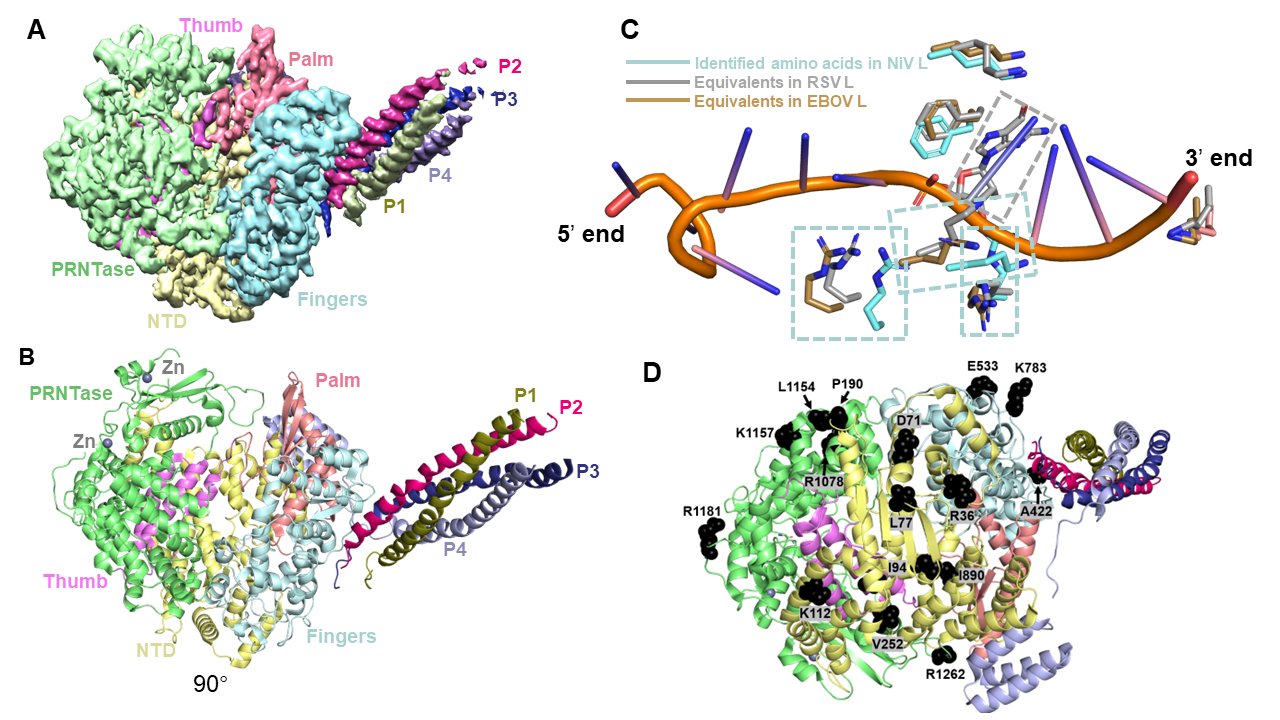 SIAIS researchers and collaborators provide structural insights into ...