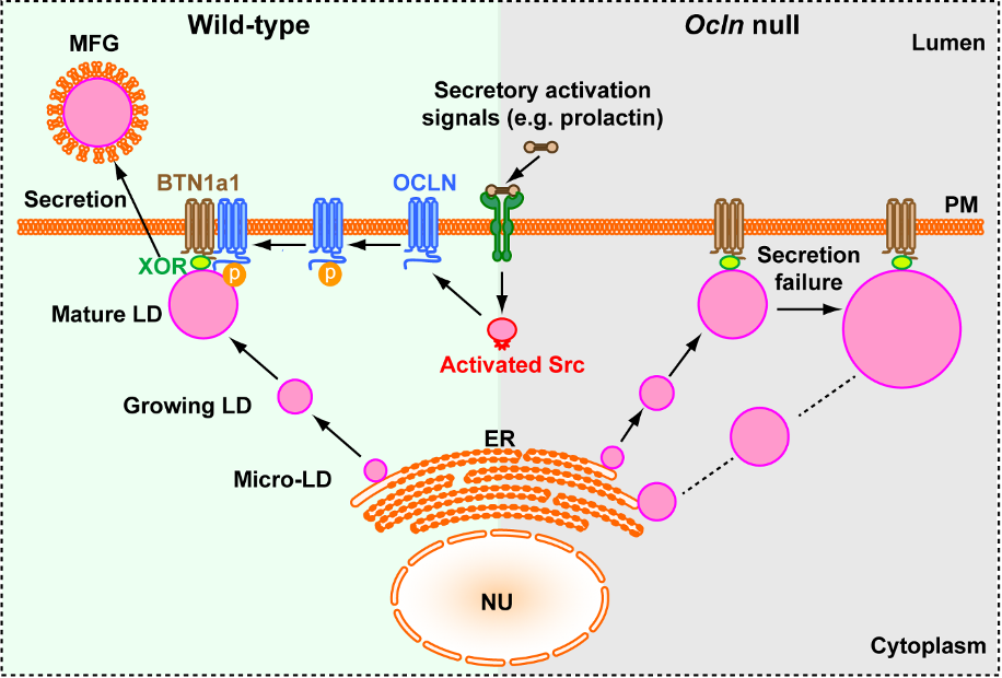 SLST lab reveals a novel function of Occludin, a traditional tight ...