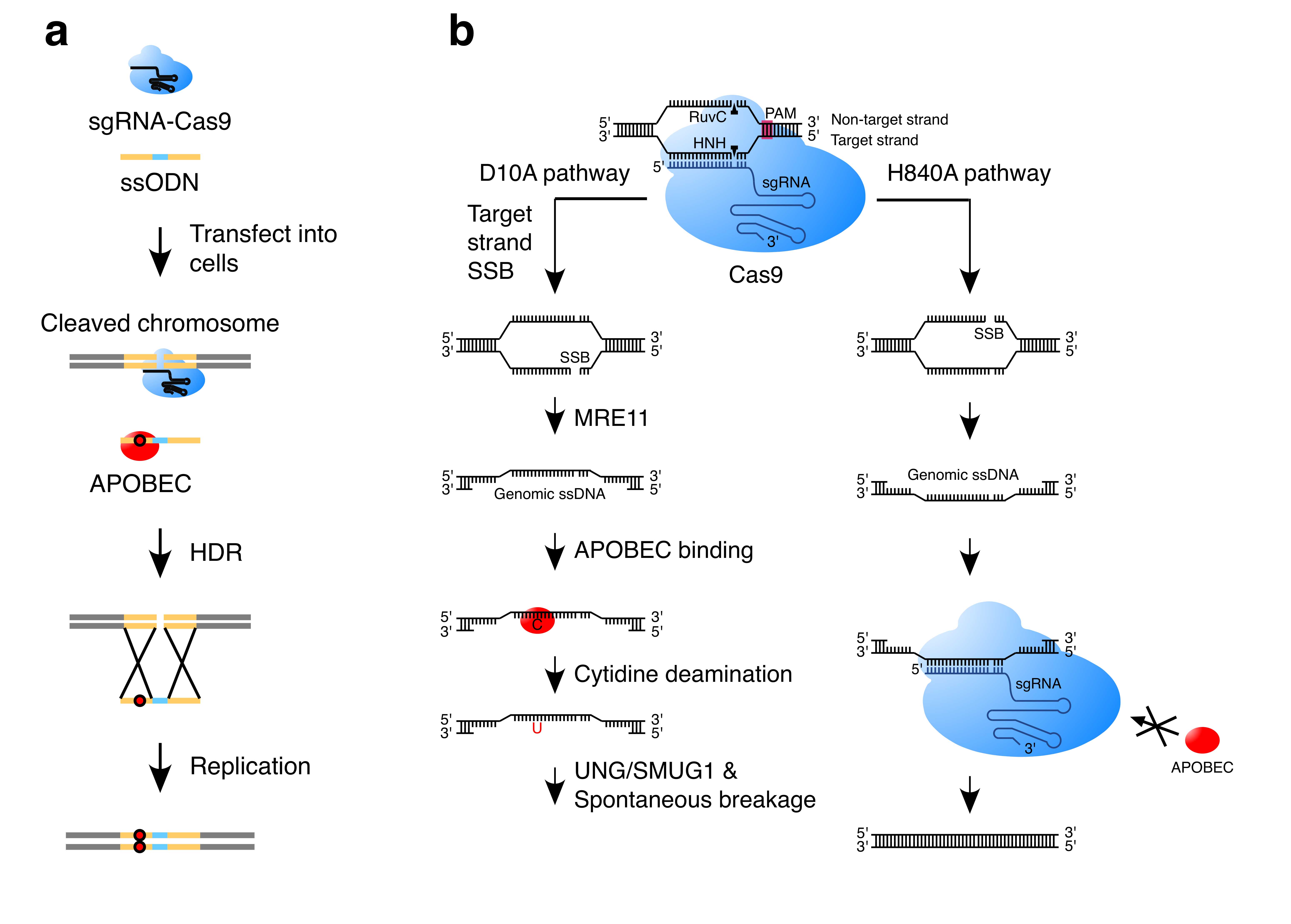 ShanghaiTech Scientists Reveal APOBEC's Effect on Gene Editing