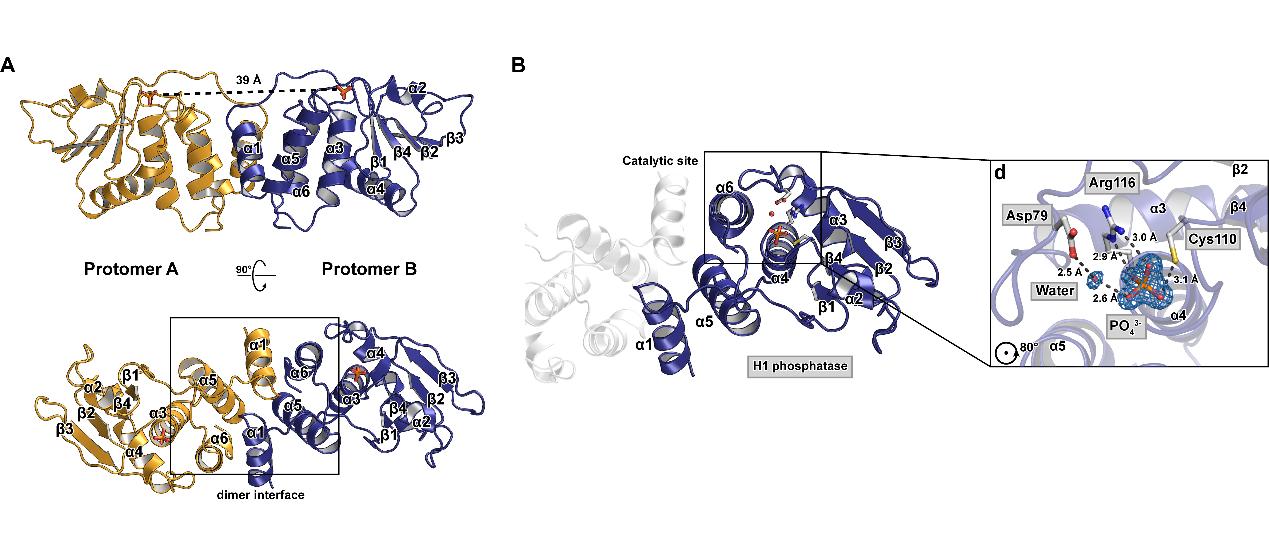 免化所杨海涛团队成功解析猴痘病毒潜在药物靶点的三维空间结构