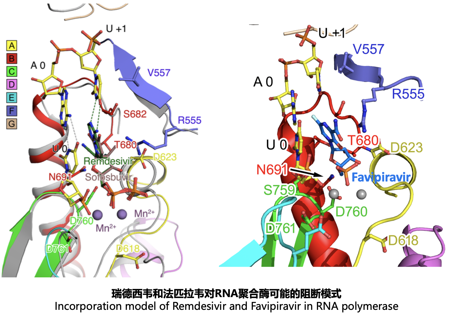 上科大等新冠联合攻关团队科研成果荣登Science——解析新冠病毒RNA依赖的RNA聚合酶三维精细结构