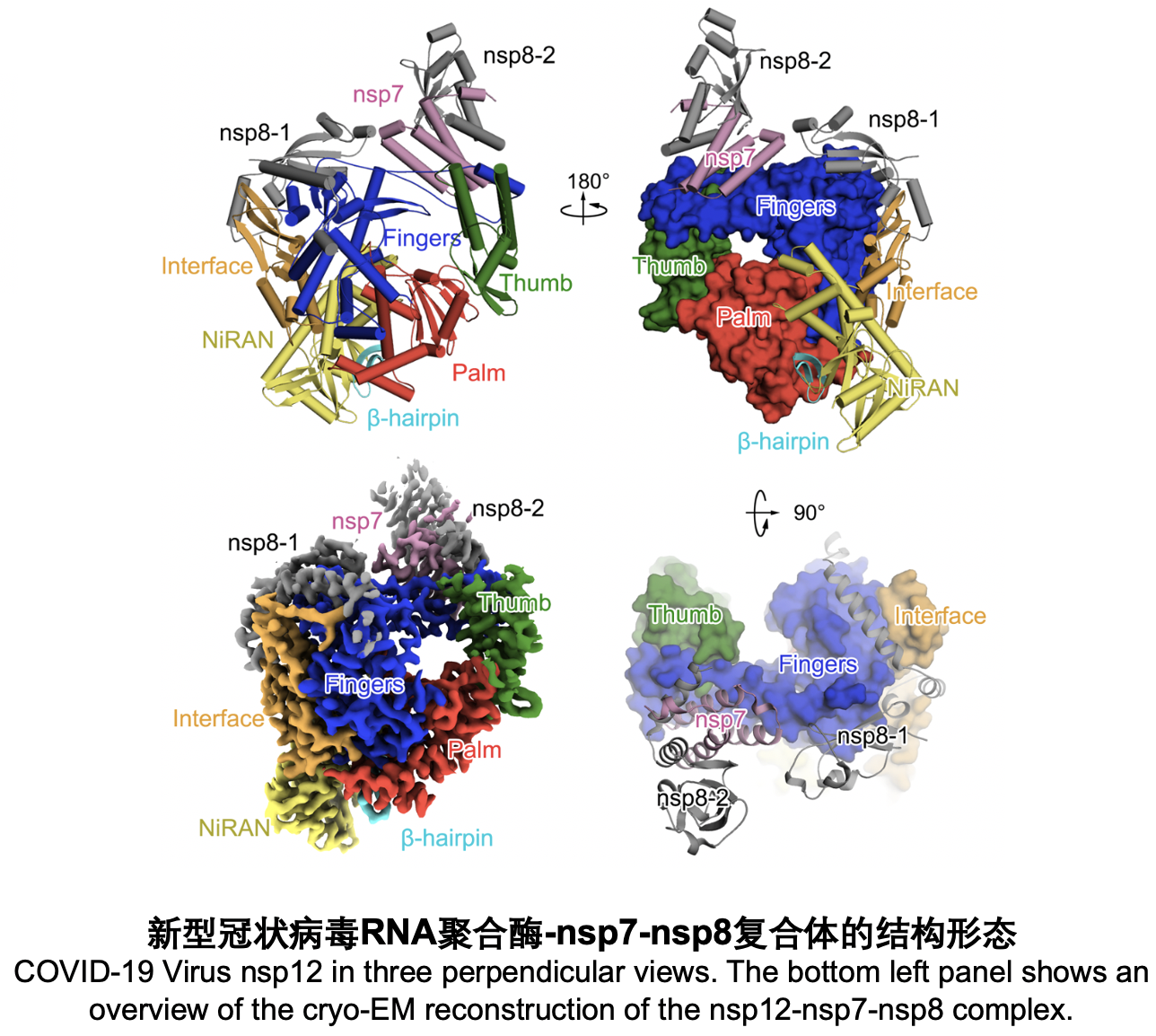 上科大等新冠联合攻关团队科研成果荣登Science——解析新冠病毒RNA依赖的RNA聚合酶三维精细结构