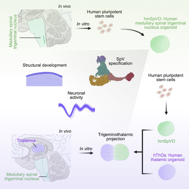 Xiang Yangfei group at SLST reports a human brain organoid model
