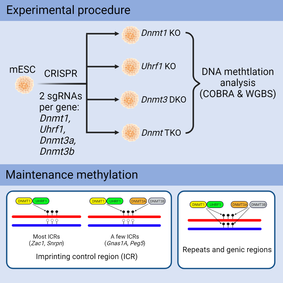 Maintenance of DNA methylation in embryonic stem cells