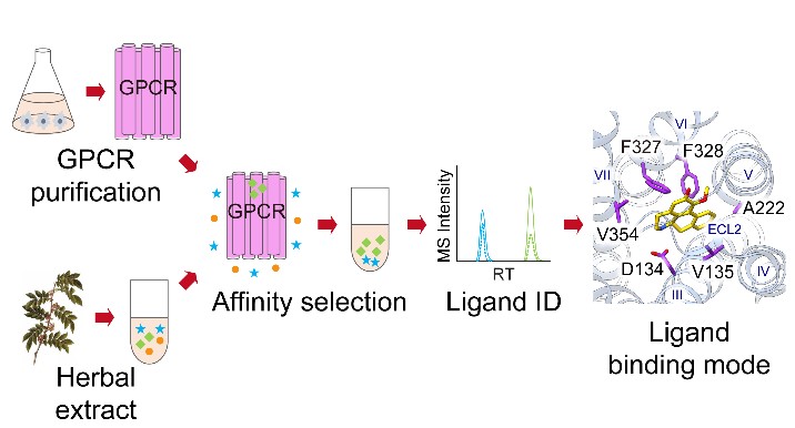 Discovery of Novel GPCR Modulators Through Affinity Mass Spectrometry ...