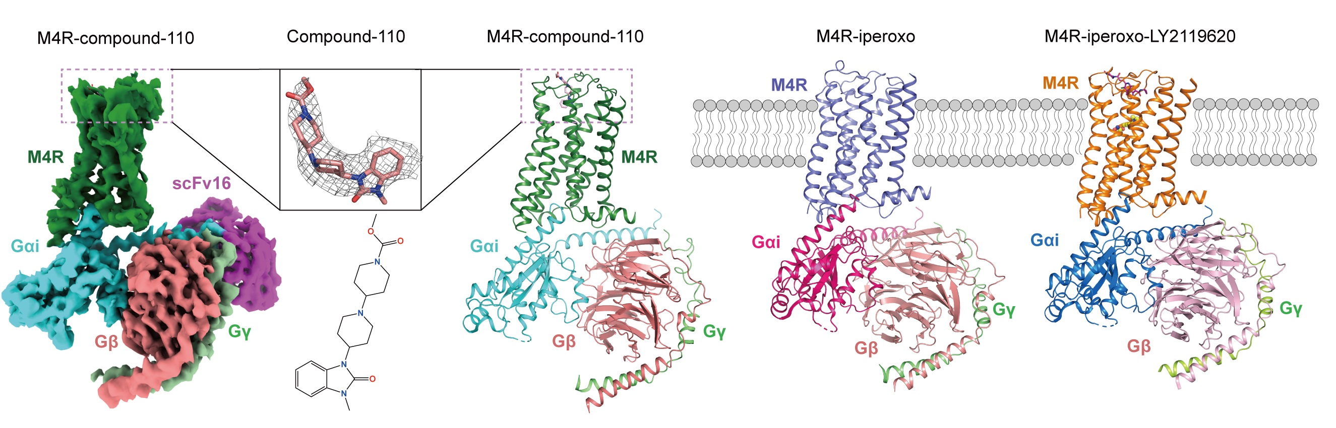 iHuman研究所华甜课题组揭示乙酰胆碱受体M4R的配体调控和信号转导机制