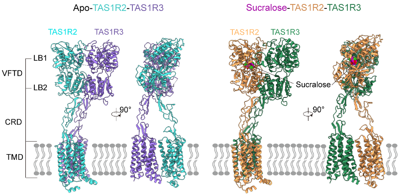 ShanghaiTech University team reveals the structure and functional ...