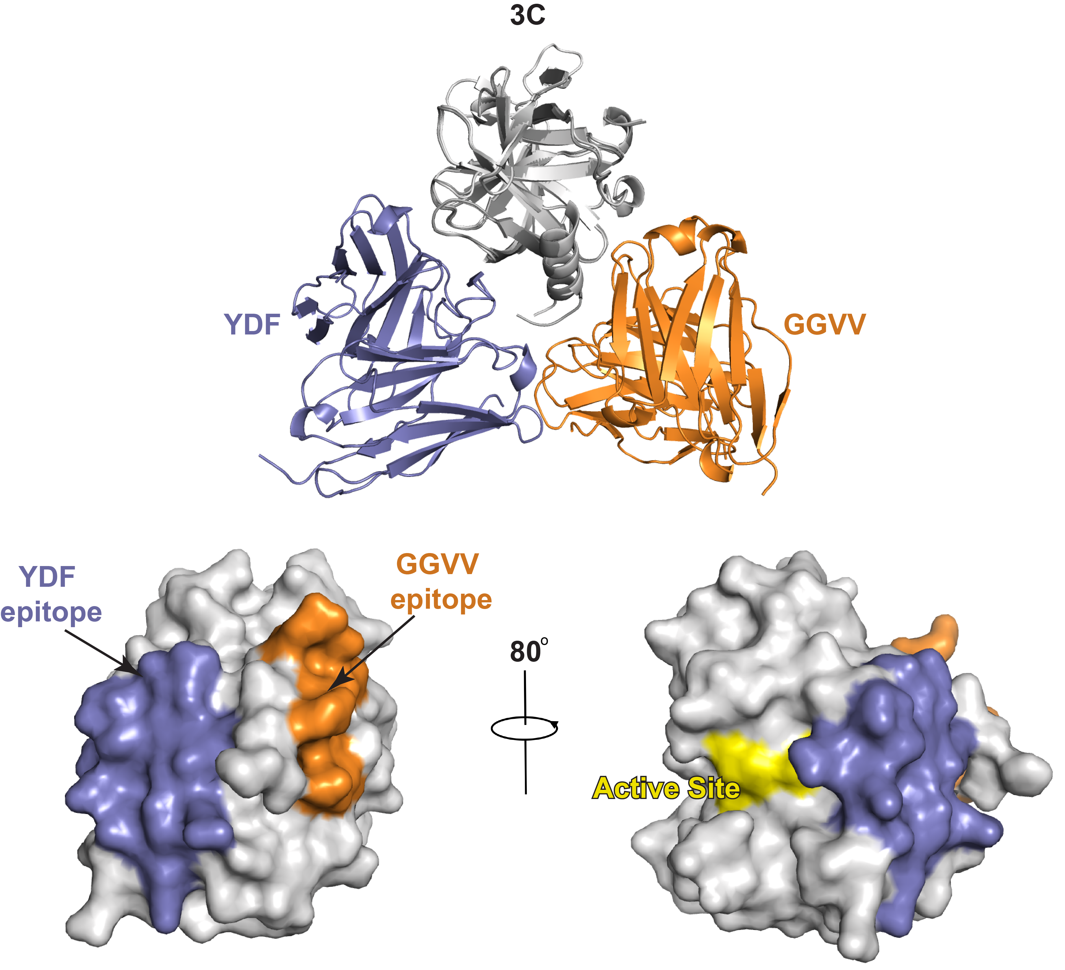 Inhibitory Antibodies Identify Novel Sites of Therapeutic Vulnerability ...
