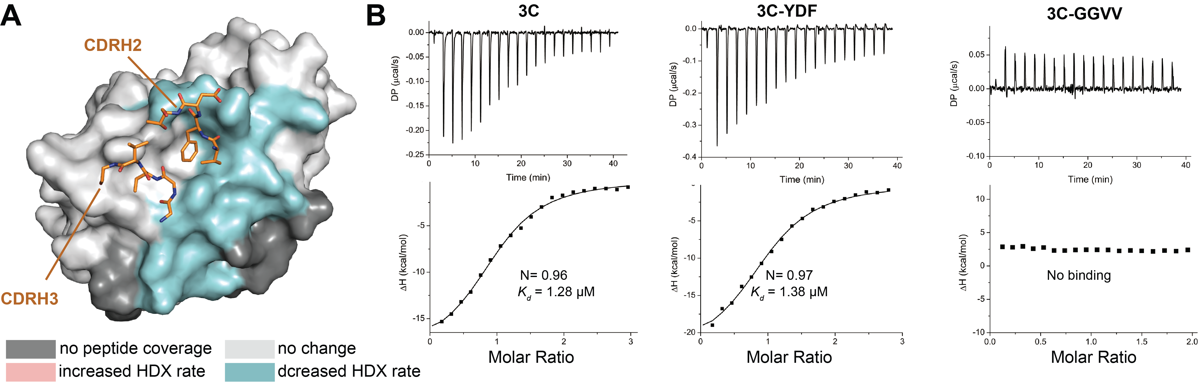 Inhibitory Antibodies Identify Novel Sites of Therapeutic Vulnerability ...