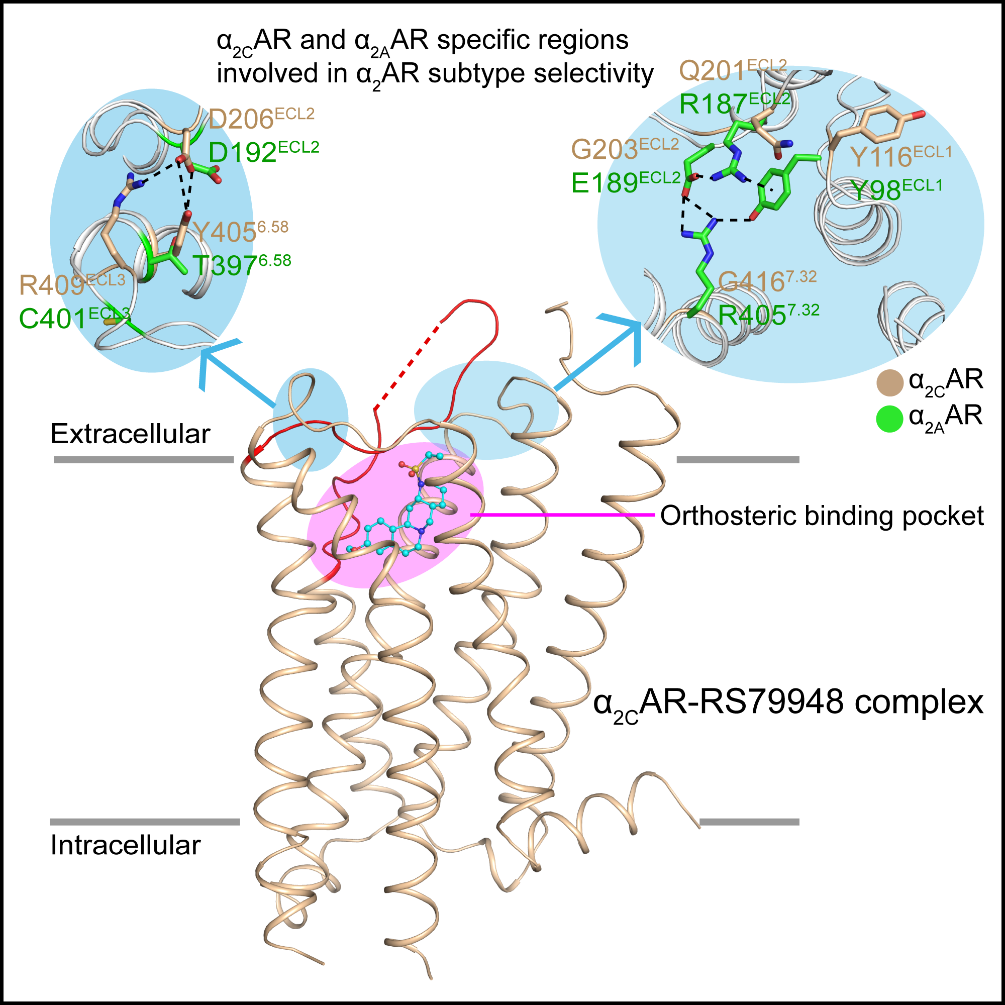 New Findings on Adrenergic Receptors Shed Light on Partial Agonism and ...