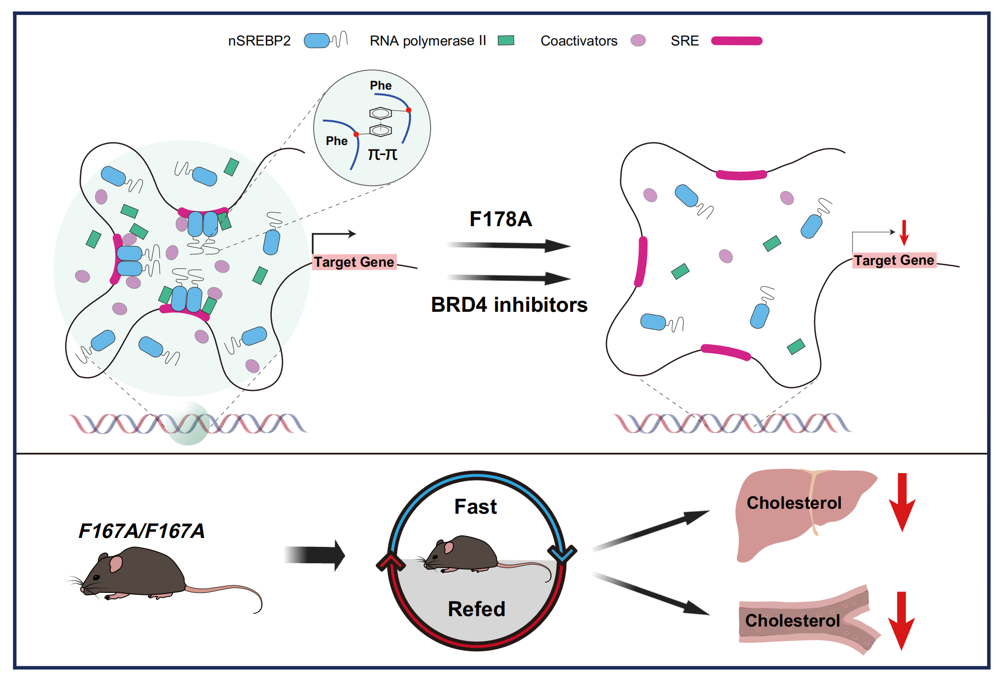 Scientists uncover new mechanism in cholesterol regulation, offering ...