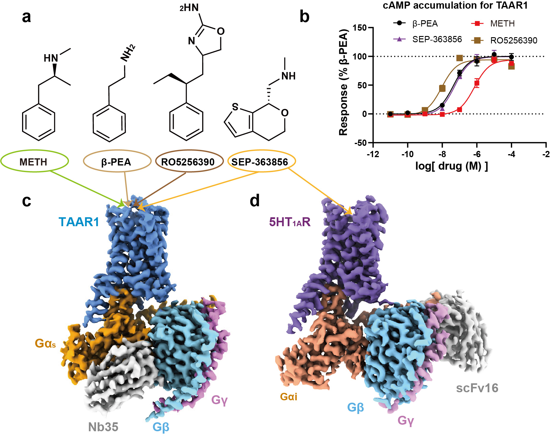 Breakthrough Discovery by ShanghaiTech researchers published in Nature