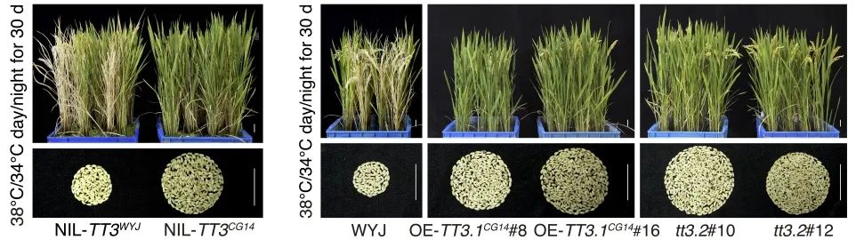 Science：水稻抗高温基因研究取得新突破，这位毕业生是一作