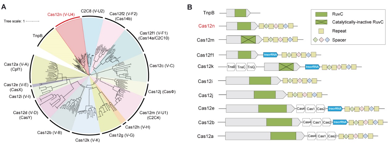 物质学院季泉江课题组开发新颖微型Cas12n基因编辑系统