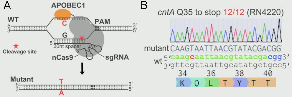 Highly Efficient Base Editing in Staphylococcus Aureus Using an ...