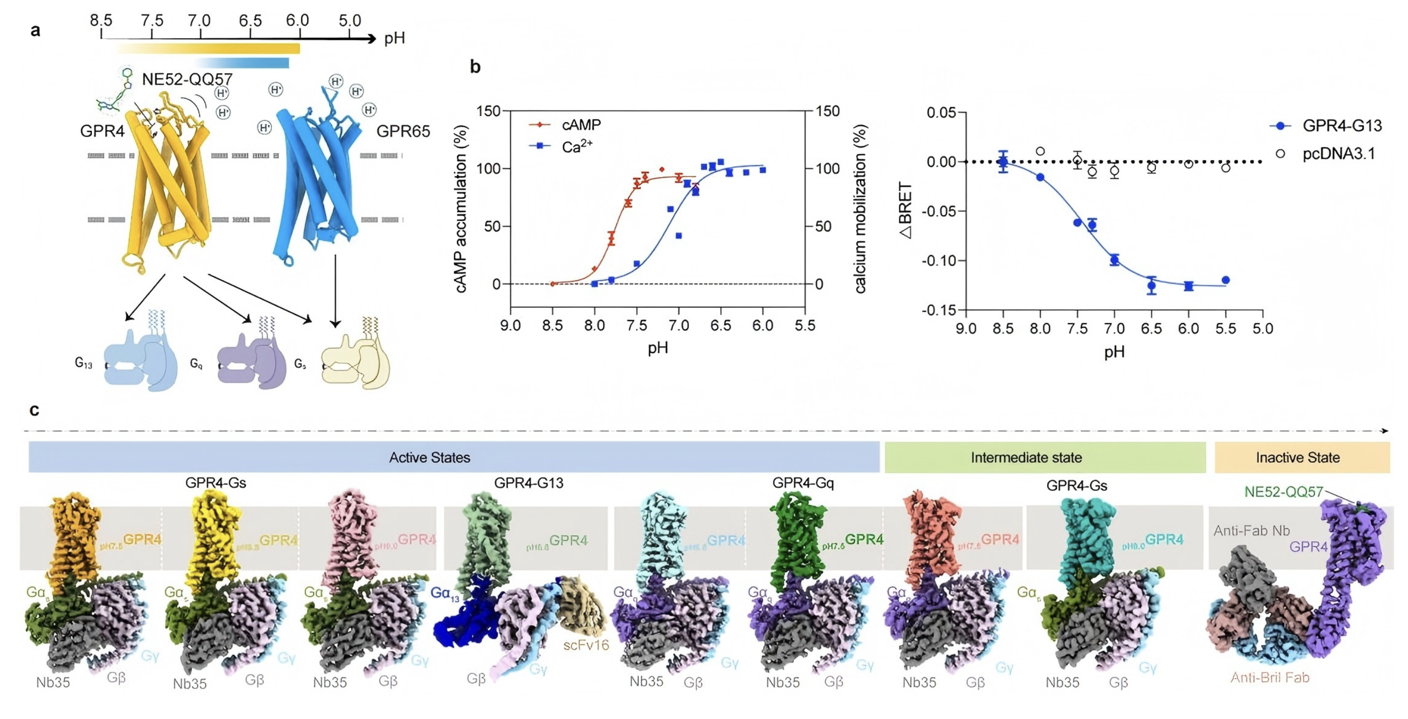 ShanghaiTech University unlocks secrets of cellular “acid sensors ...