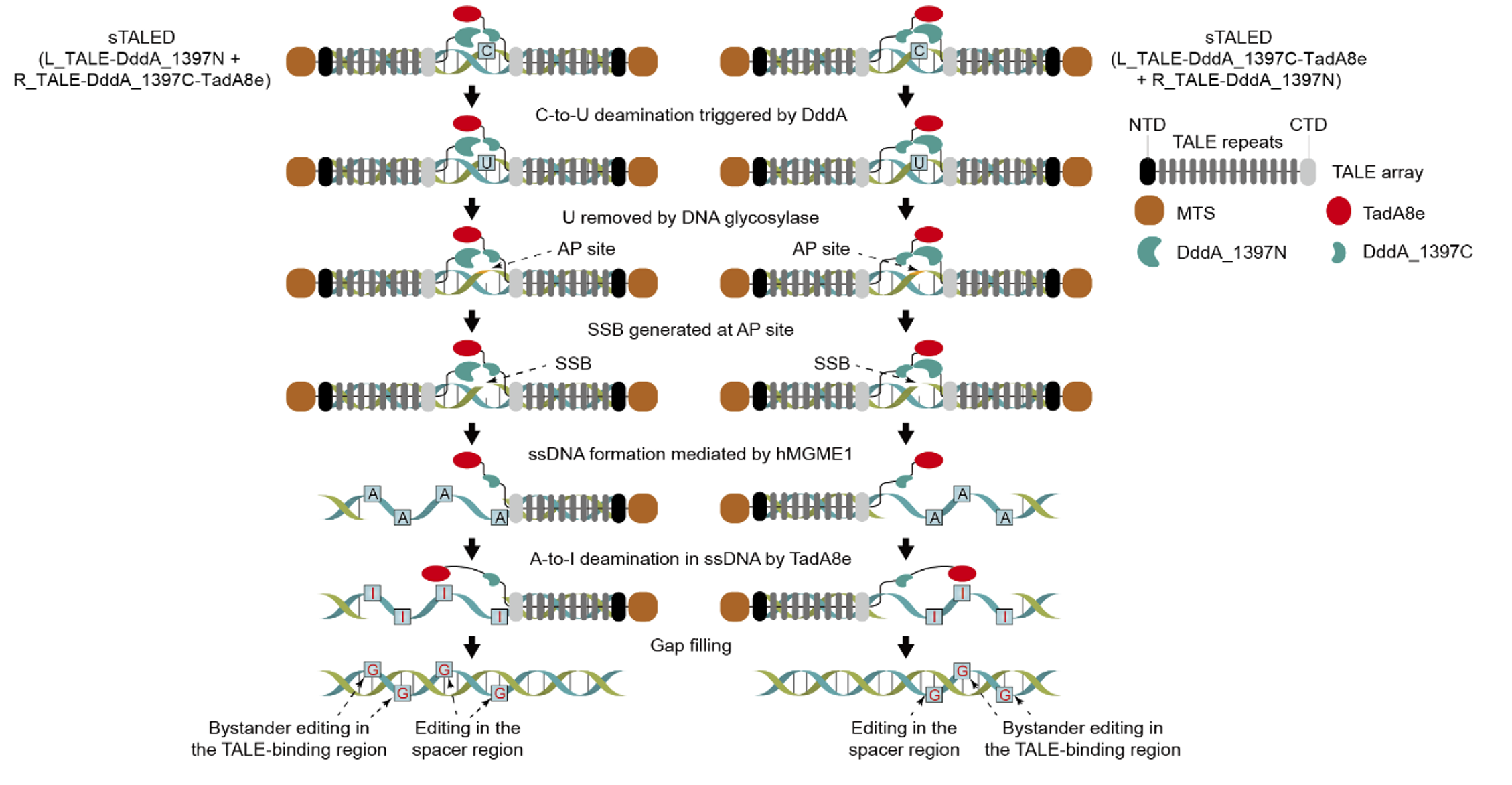 An efficient and precise mitochondrial adenine base editor
